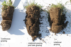 If you want to build topsoil, try bale grazing – Graze magazine