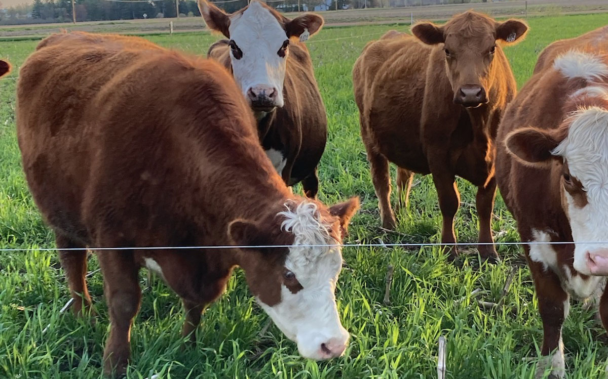 Graze magazine – the magazine that is by graziers, for graziers